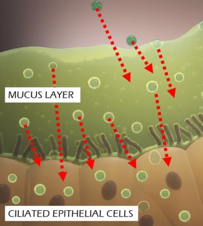 OmniSomes Regenerative Gene Therapies - Omnispirant